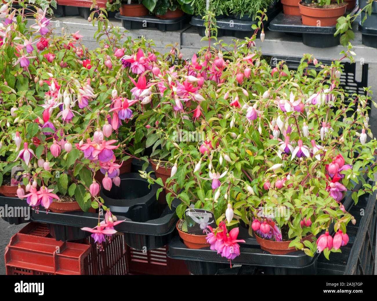Mixed fuchsias in pots hi-res stock photography and images - Alamy