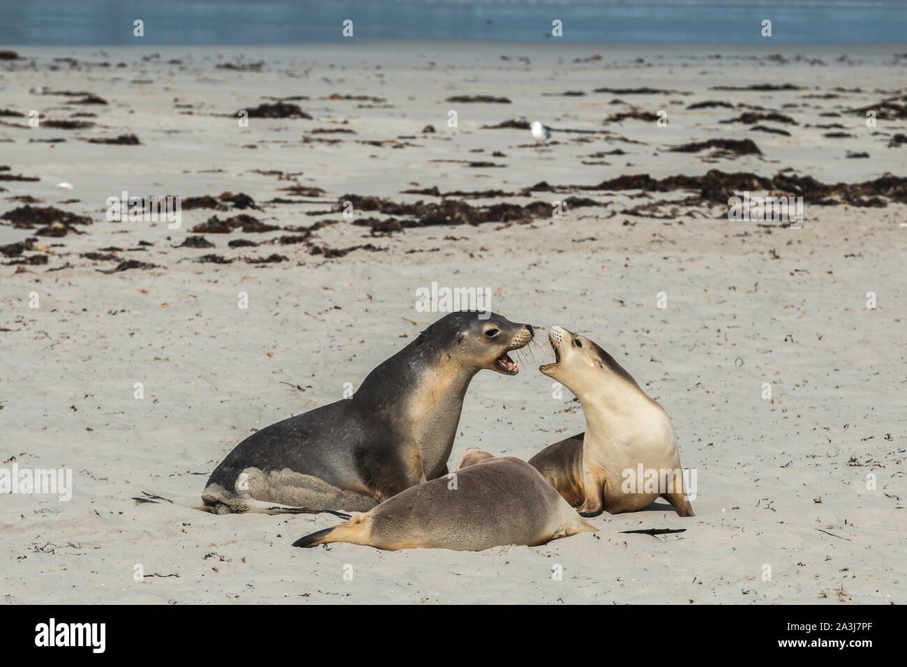 Australian sea lion seal bay hi-res stock photography and images - Alamy