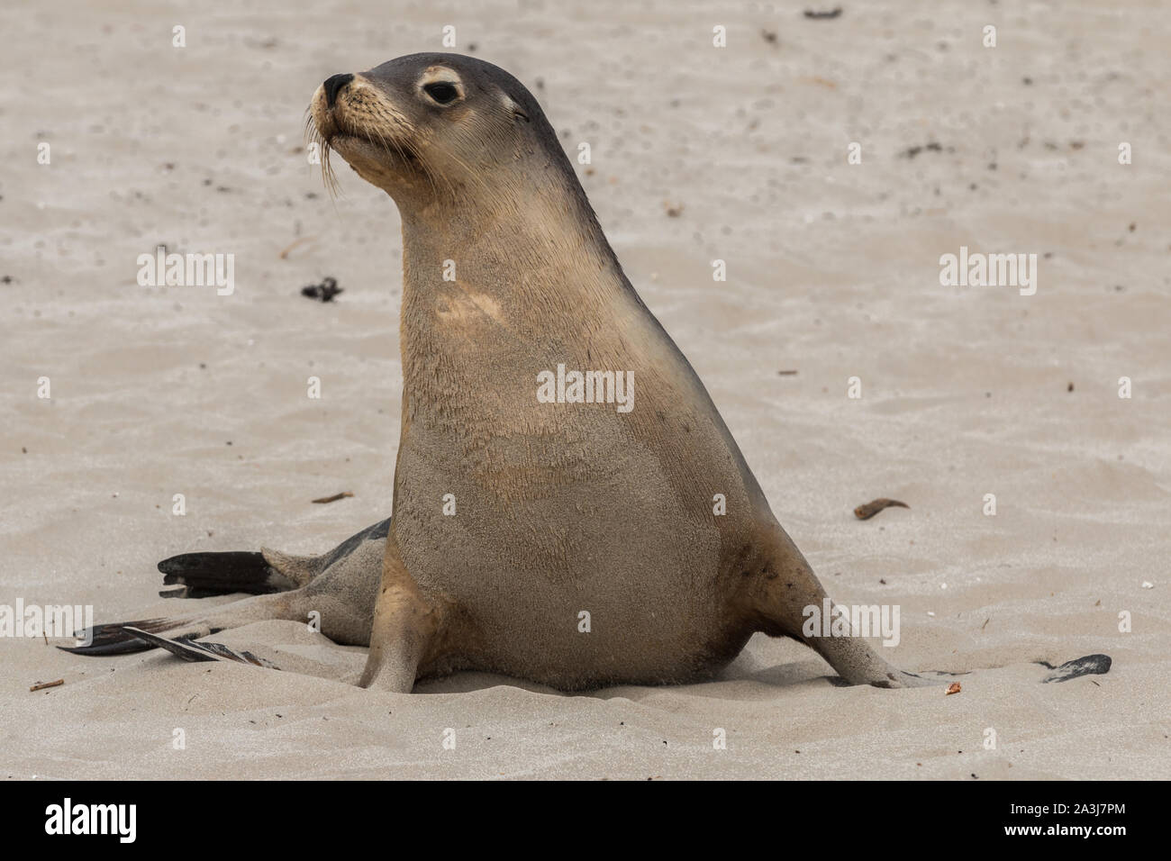 Australian Sea Lion Seal Bay High Resolution Stock Photography and ...