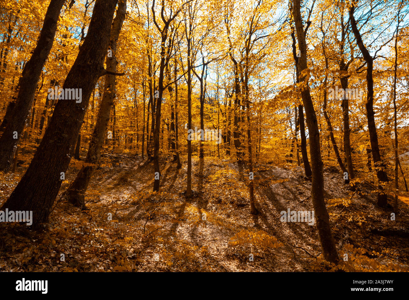 Belgrade forest istanbul hi-res stock photography and images - Alamy