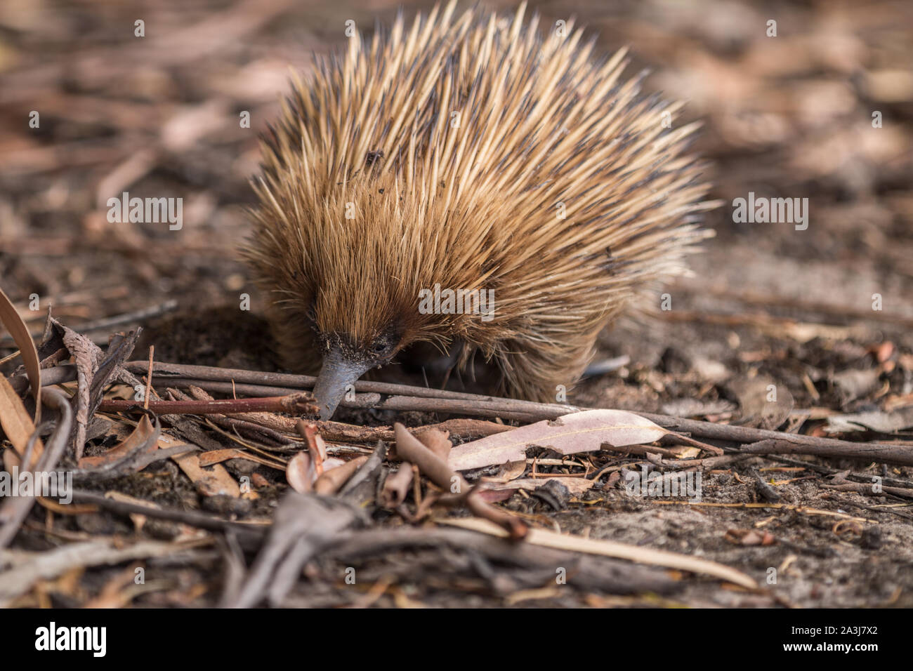 Echidna (Spiny Anteater) on Kangaroo Island, Australia Stock Photo - Alamy