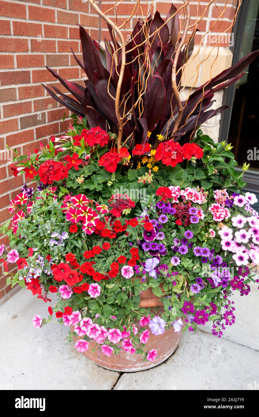 Petunia and geraniums hi-res stock photography and images - Alamy
