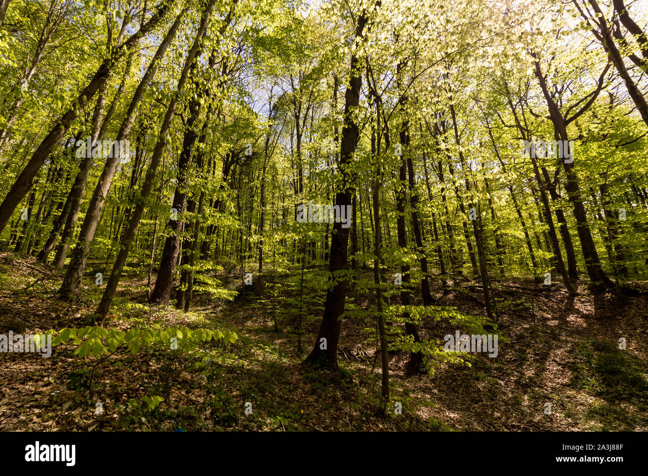 Forest scene at daytime Stock Photo - Alamy