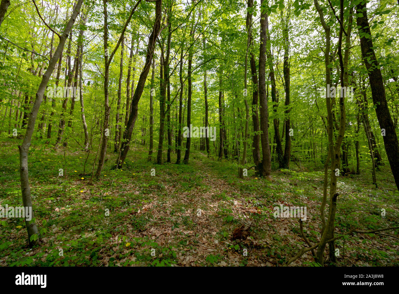 Forest scene at daytime Stock Photo - Alamy
