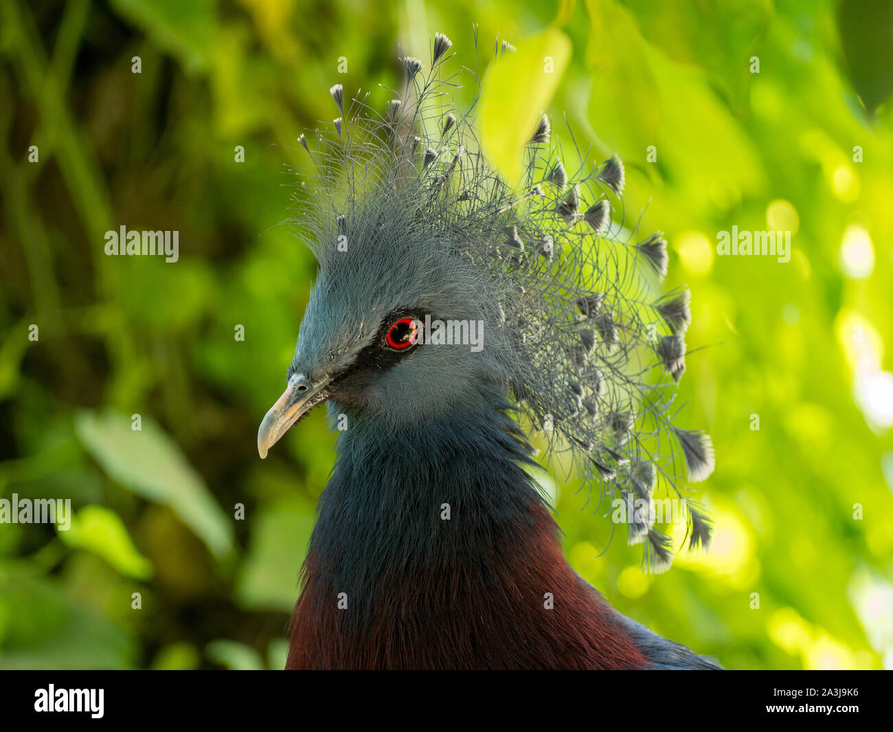 Victoria Crowned pigeon (Goura victoria) with blurred background Stock ...