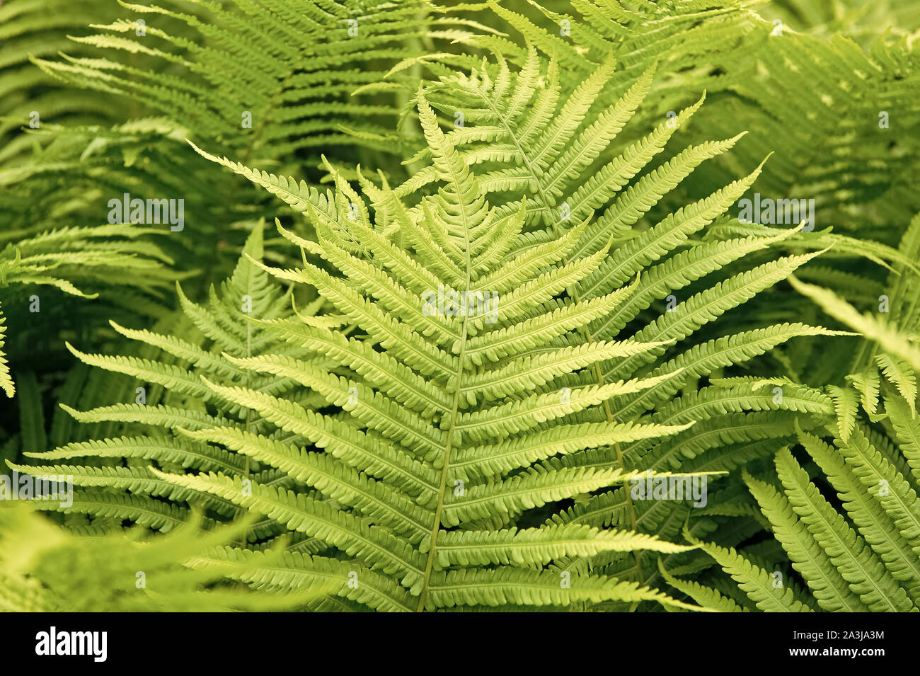 Go green and natural. Green fern tree growing in summer. Fern with ...