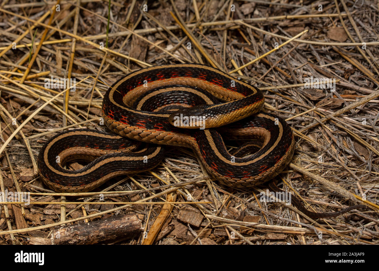 Thamnophis sirtalis concinnus hi-res stock photography and images - Alamy