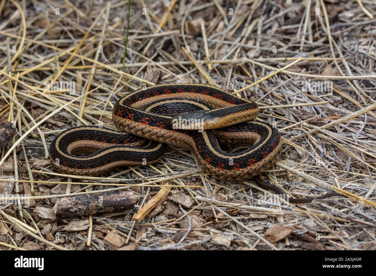 Red sided garter snakes thamnophis sirtalis hi-res stock photography ...