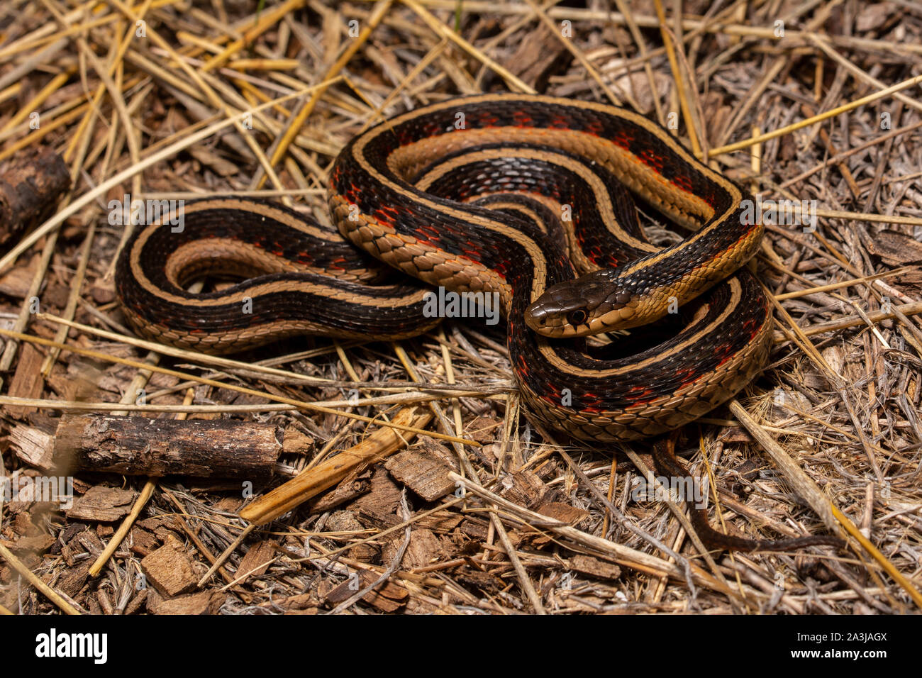 Red-sided Gartersnake (Thamnophis sirtalis parietalis) from Yuma County ...