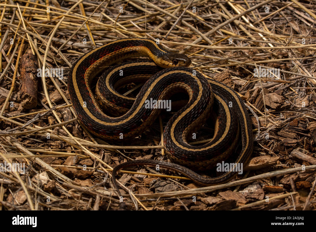 Red Sided Garter Snake Bite