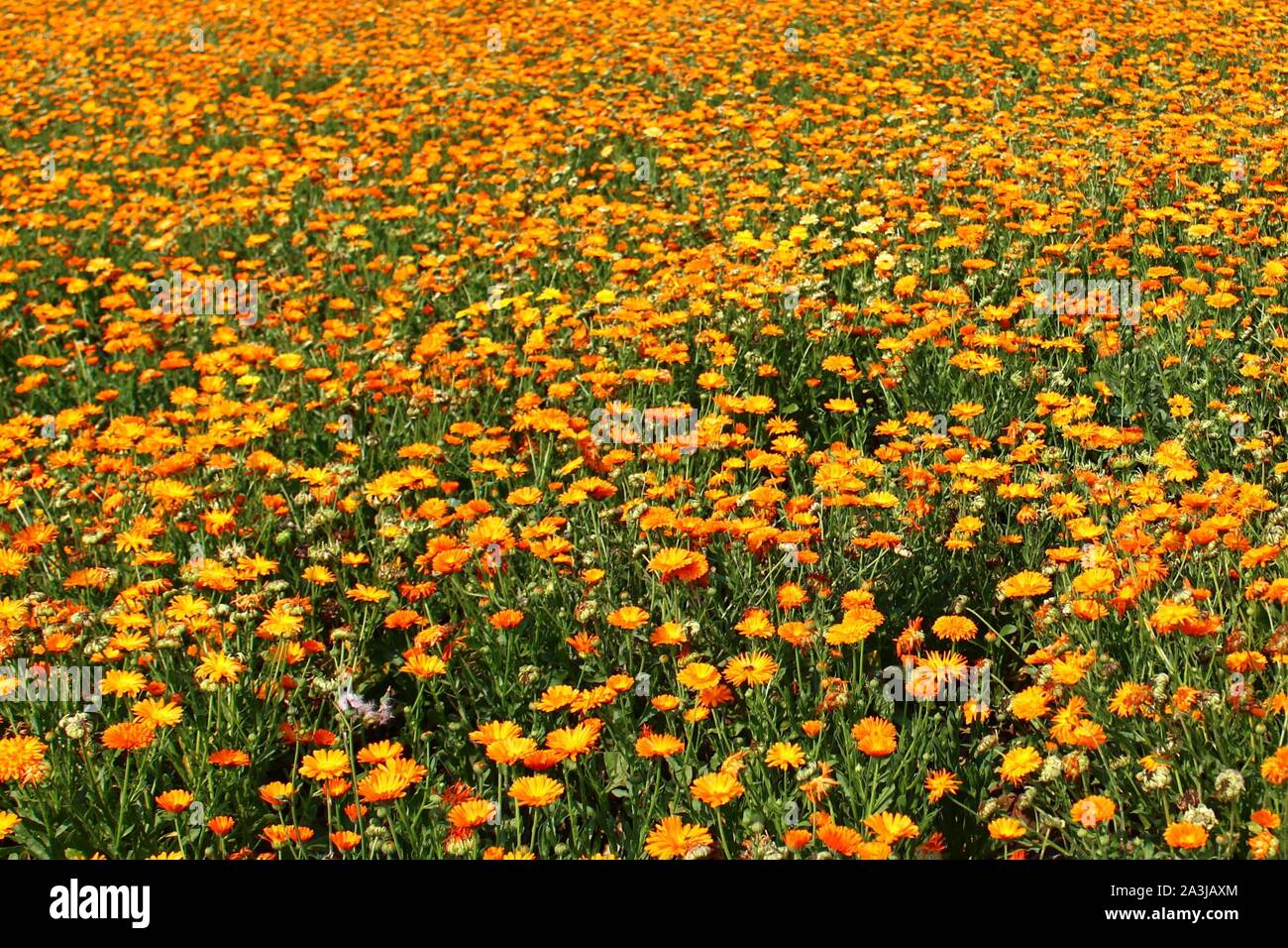 The picture shows a field of marigold Stock Photo - Alamy