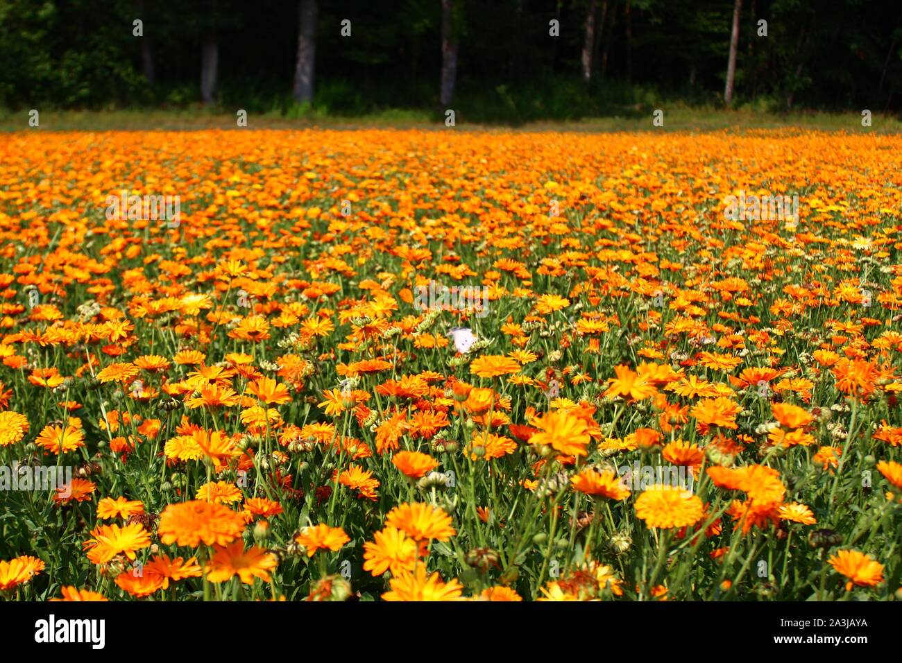 The picture shows a field of marigold Stock Photo - Alamy
