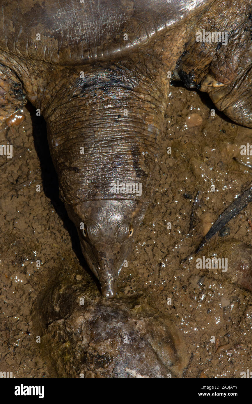 Midland Smooth Softshell (Apalone mutica mutica) from Otero County ...