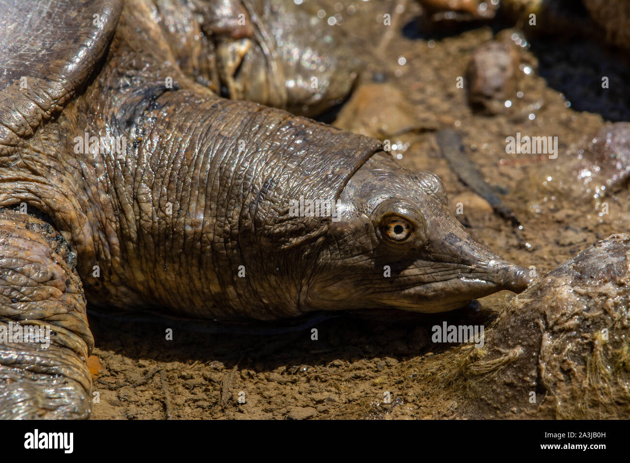 Smooth softshell turtles hi-res stock photography and images - Alamy