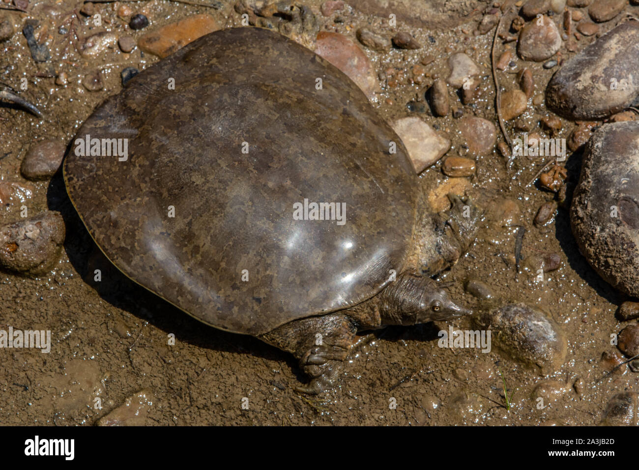 Midland Smooth Softshell (Apalone mutica mutica) from Otero County ...