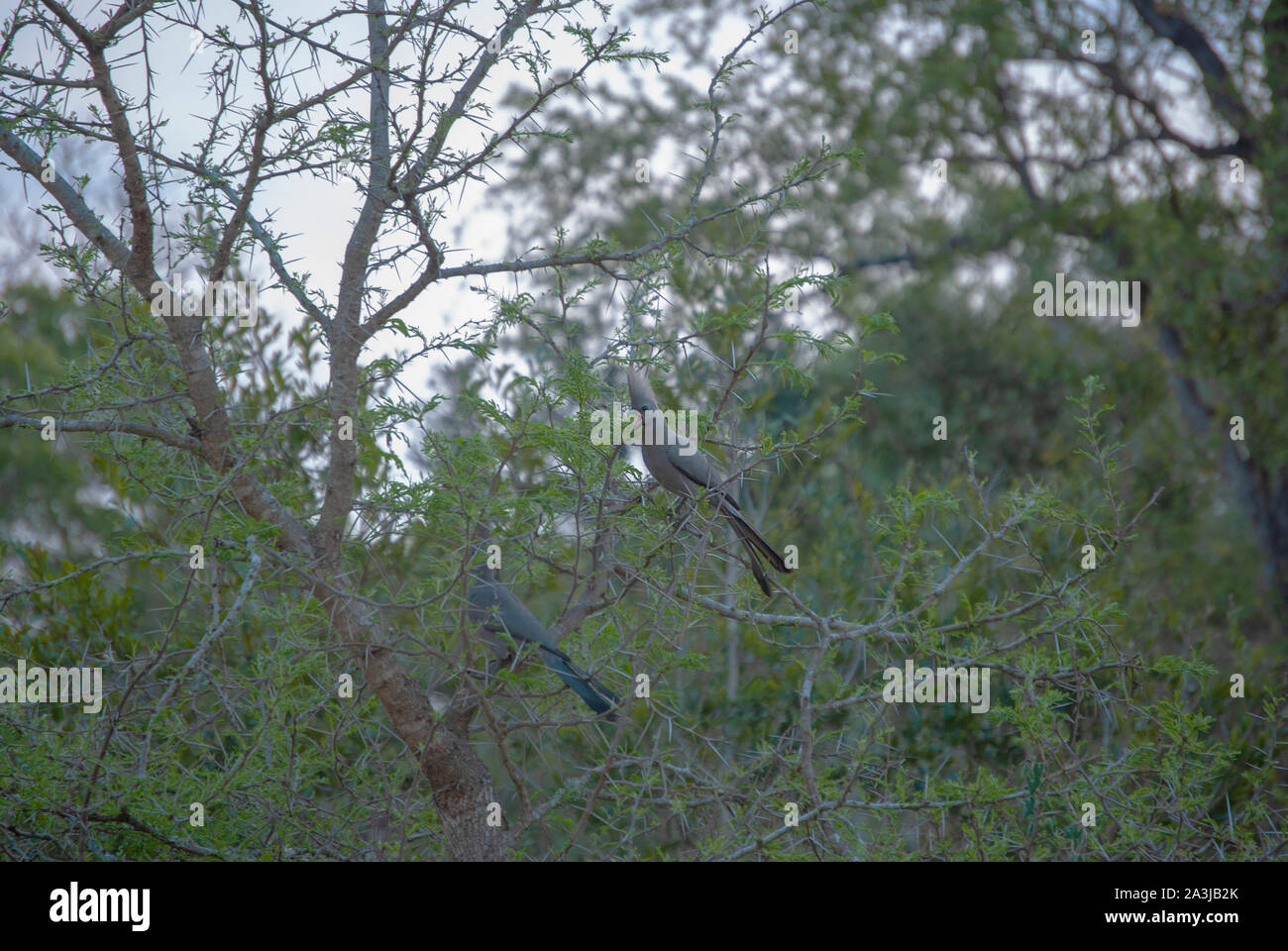 A Grey Loerie (Corythaixoides concolor) also known as a "Go Away Bird ...
