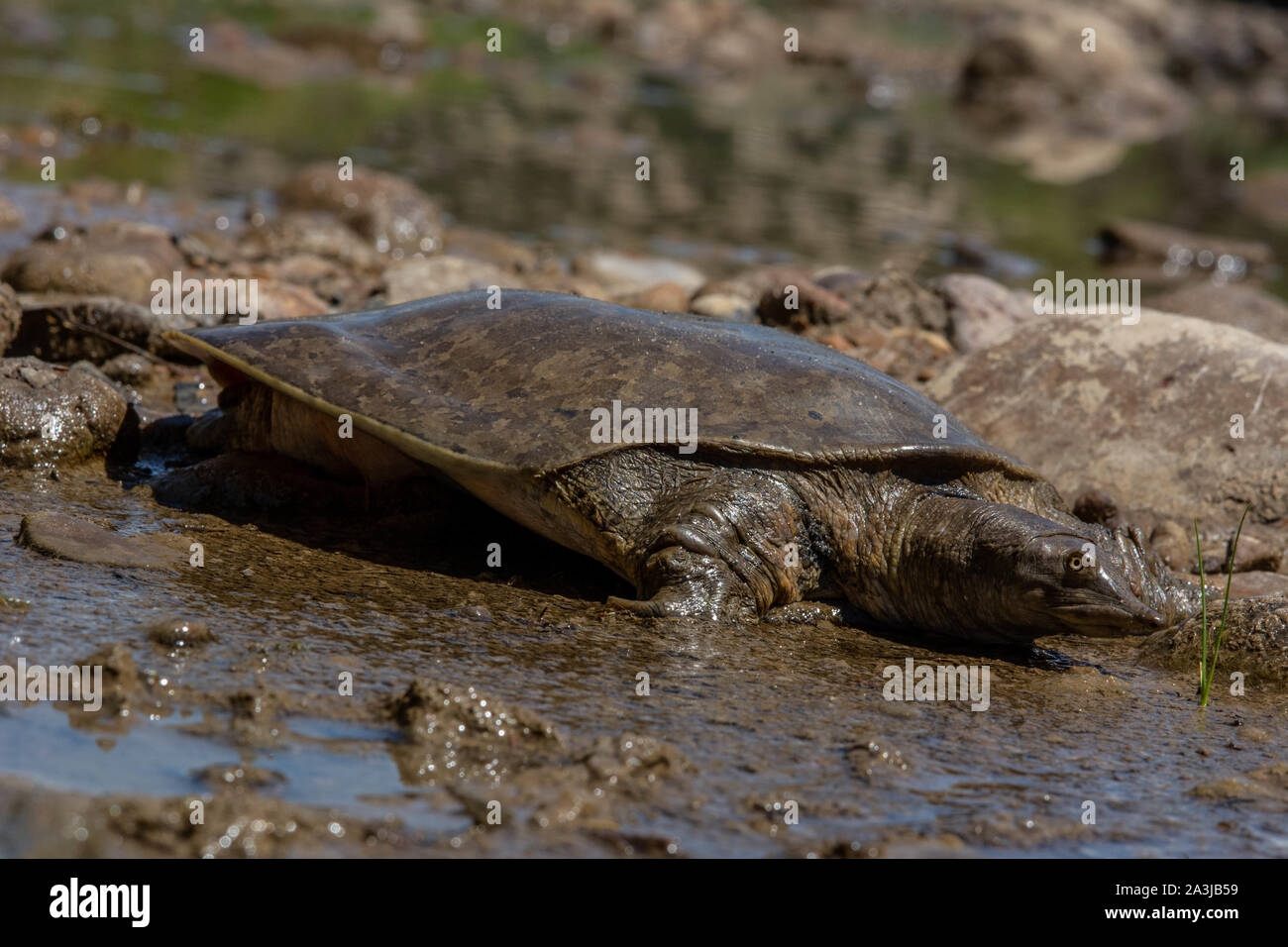 Smooth softshell turtles hi-res stock photography and images - Alamy