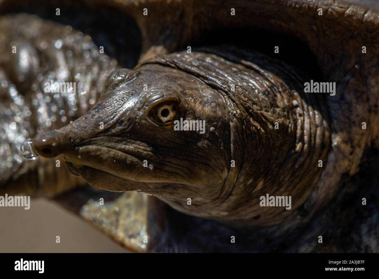 Smooth softshell turtles hi-res stock photography and images - Alamy