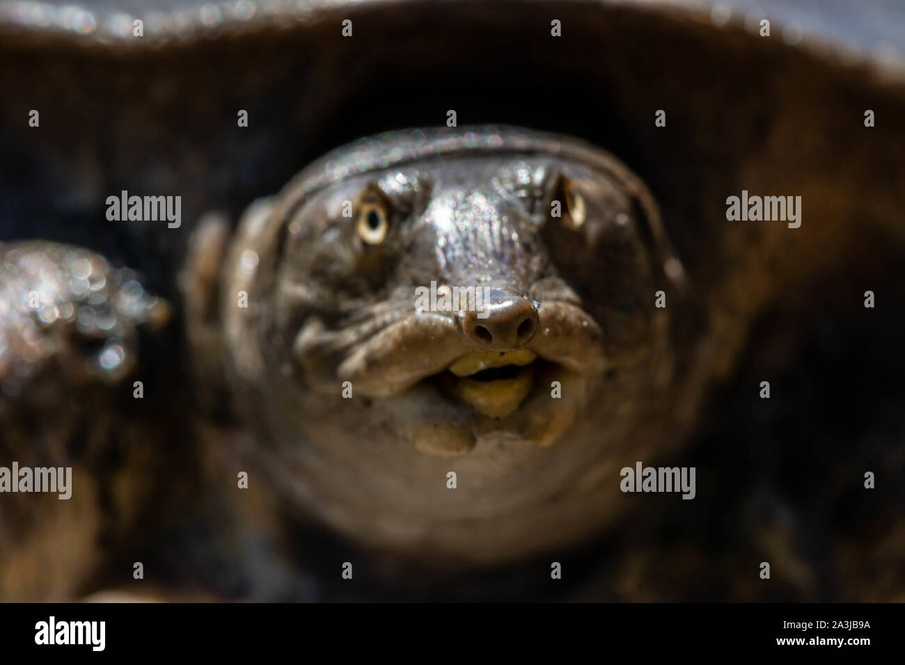 Midland Smooth Softshell (Apalone mutica mutica) from Otero County ...