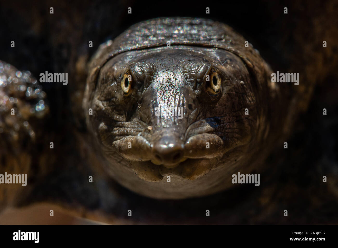 Midland Smooth Softshell (Apalone mutica mutica) from Otero County ...