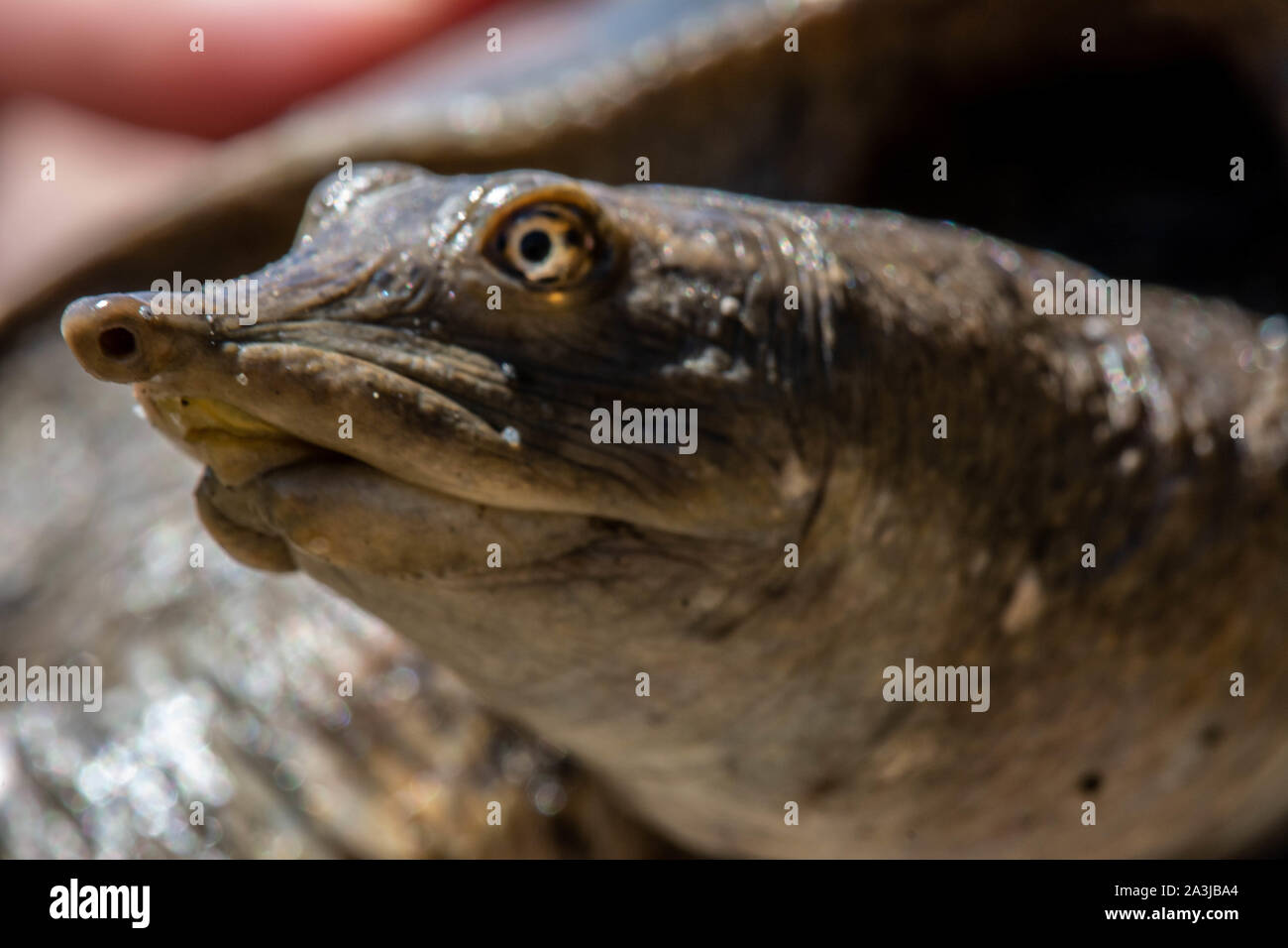 Smooth softshell turtles hi-res stock photography and images - Alamy