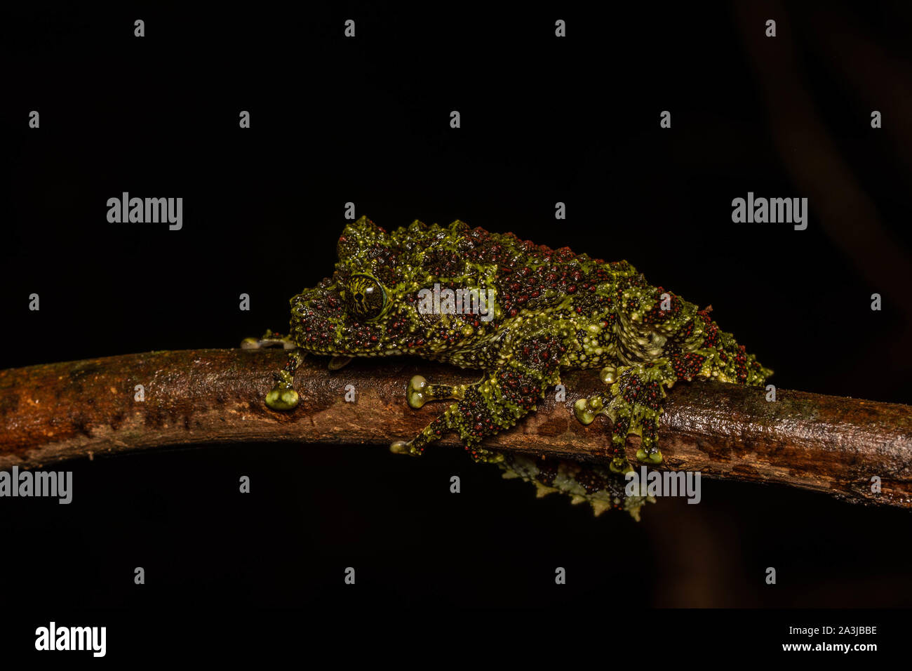 Vietnamese Mossy Frog (Theloderma corticale) from Ninh Bình Province ...