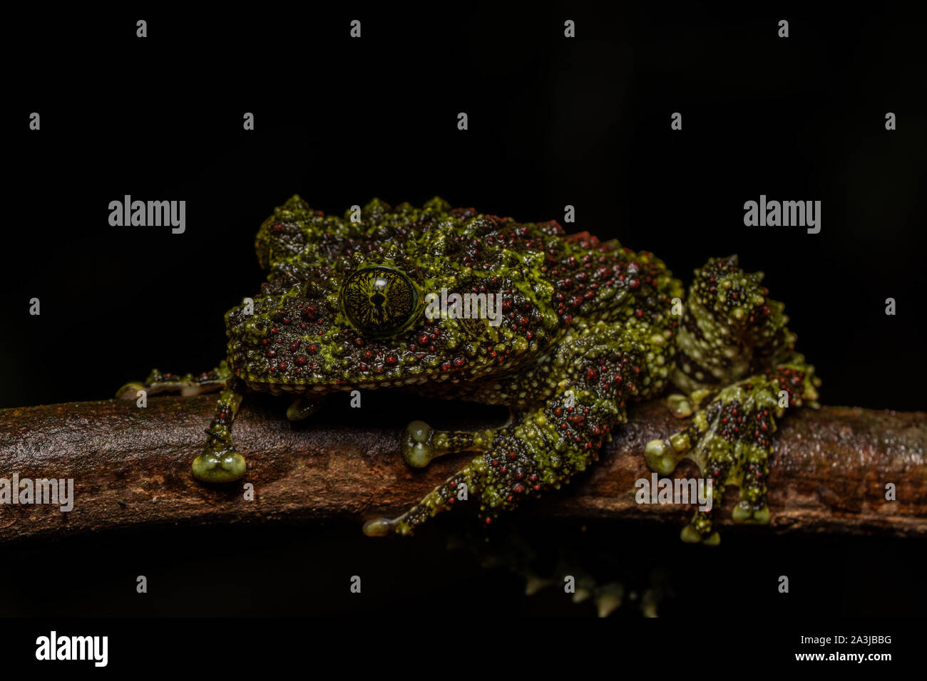 Vietnamese Mossy Frog (Theloderma corticale) from Ninh Bình Province ...