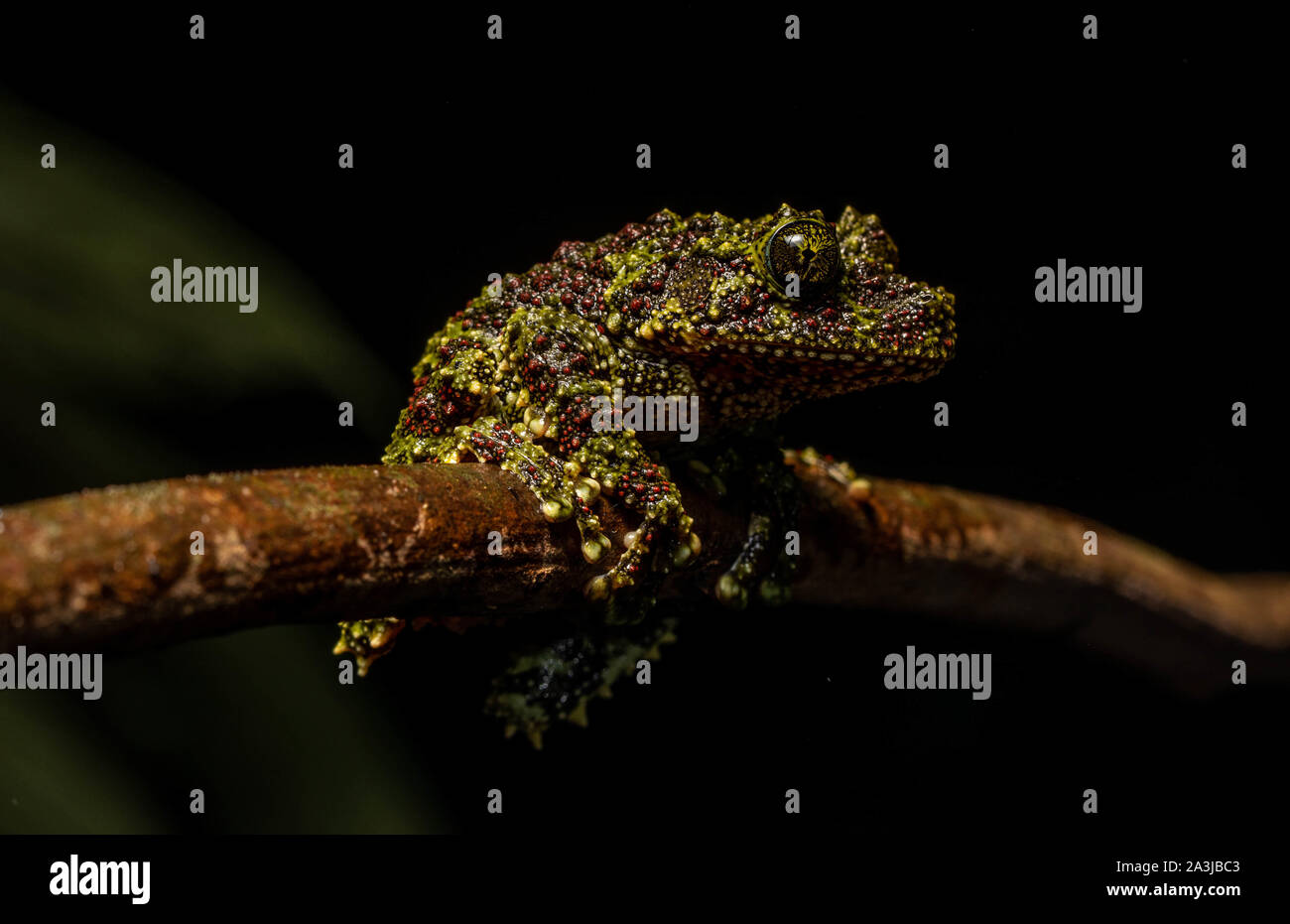 Vietnamese Mossy Frog (Theloderma corticale) from Ninh Bình Province ...