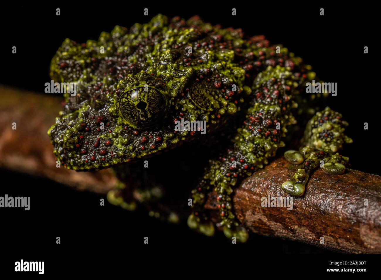 Vietnamese Mossy Frog (Theloderma corticale) from Ninh Bình Province ...