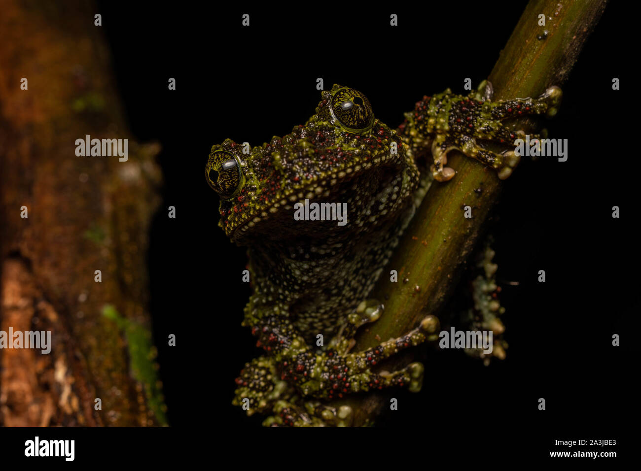 Vietnamese Mossy Frog (Theloderma corticale) from Ninh Bình Province ...