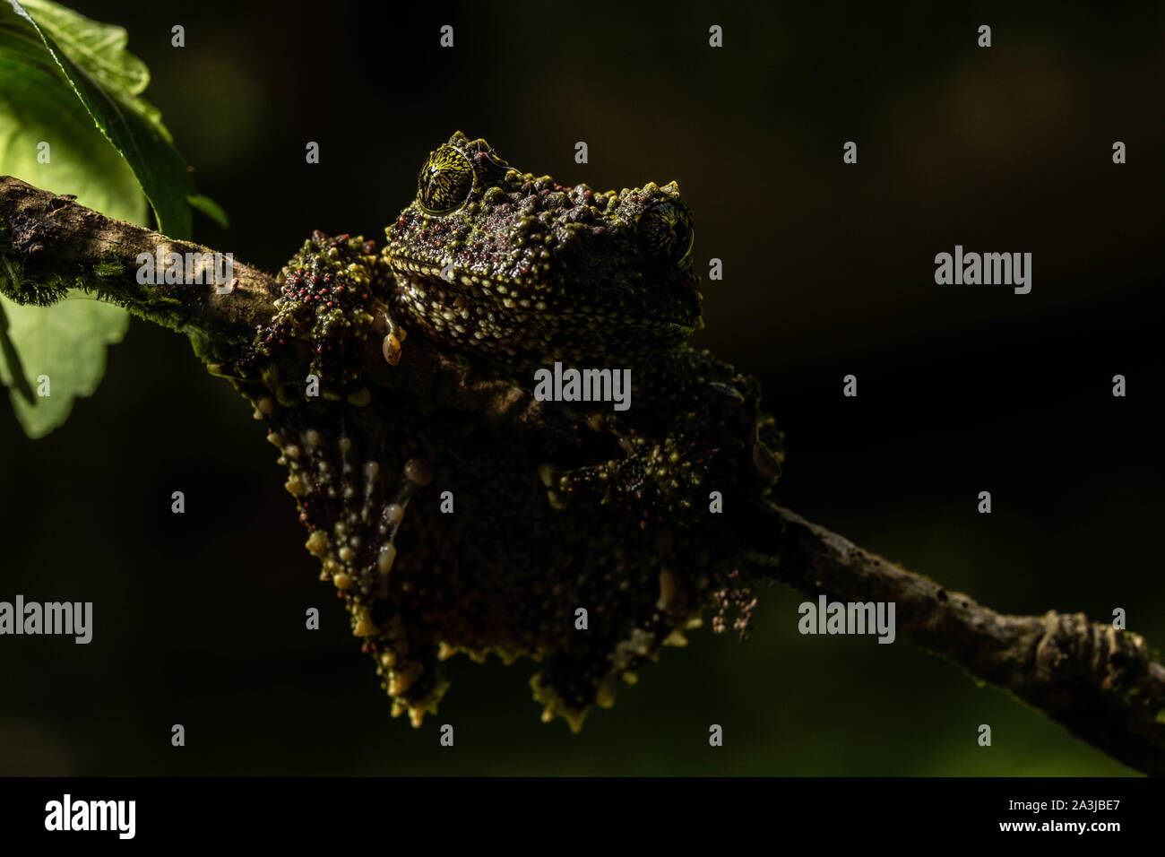 Vietnamese Mossy Frog (Theloderma corticale) from Ninh Bình Province ...