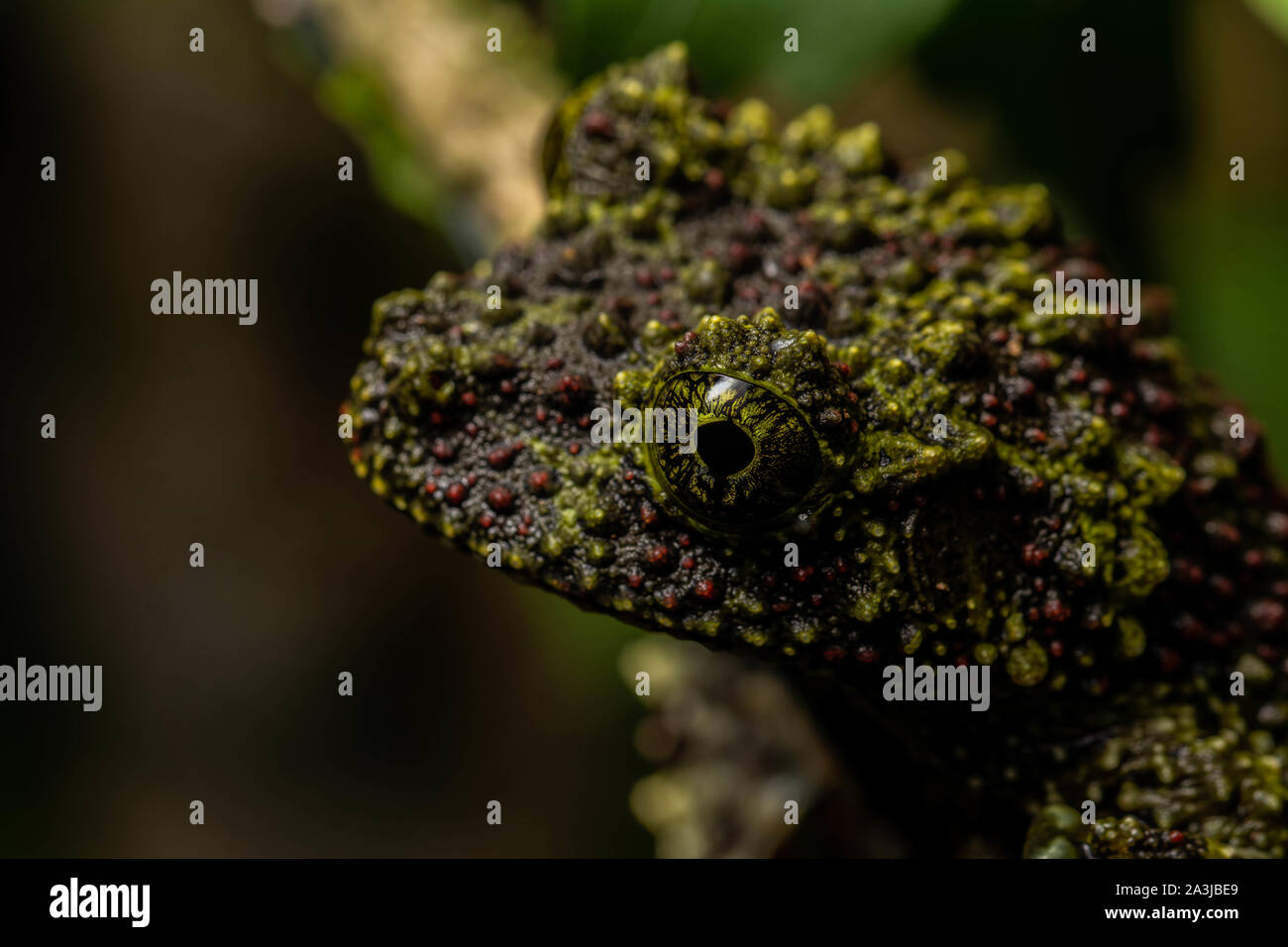 Vietnamese Mossy Frog (Theloderma corticale) from Ninh Bình Province ...