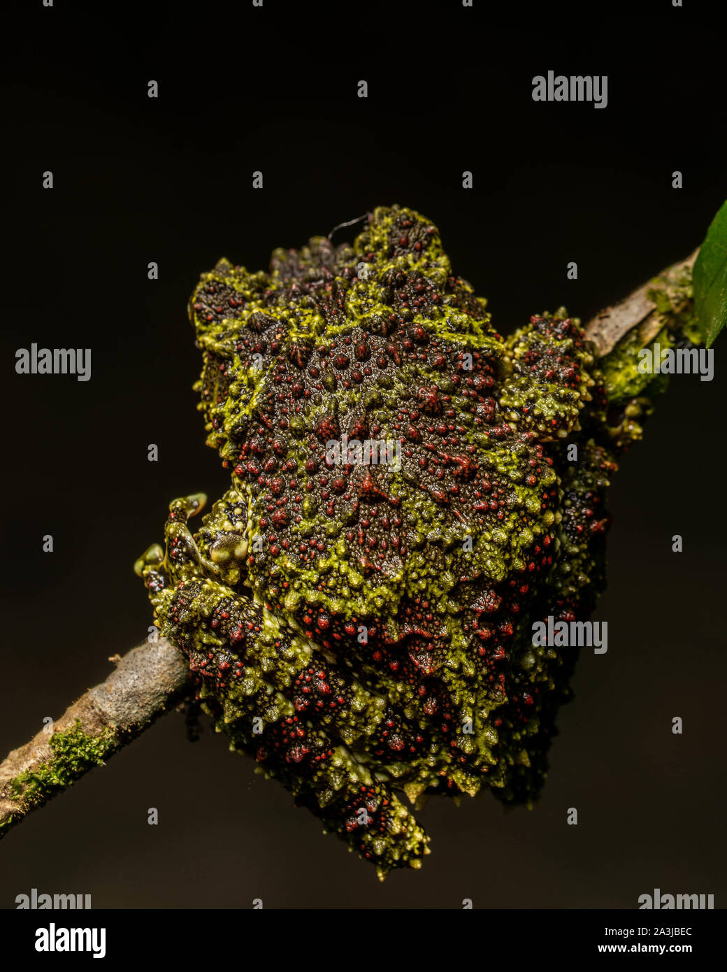 Vietnamese Mossy Frog (Theloderma corticale) from Ninh Bình Province ...