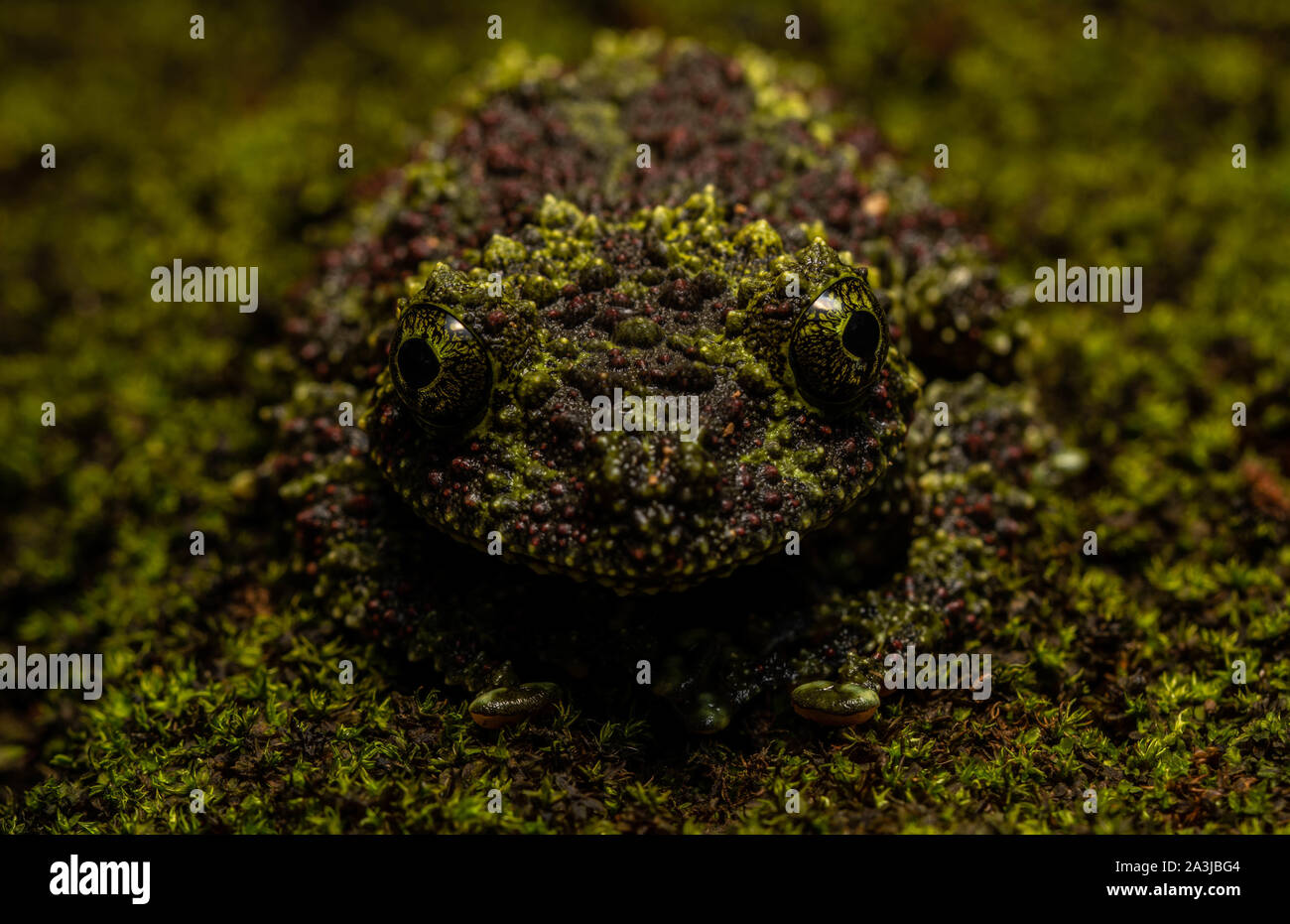 Vietnamese Mossy Frog (Theloderma corticale) from Ninh Bình Province ...