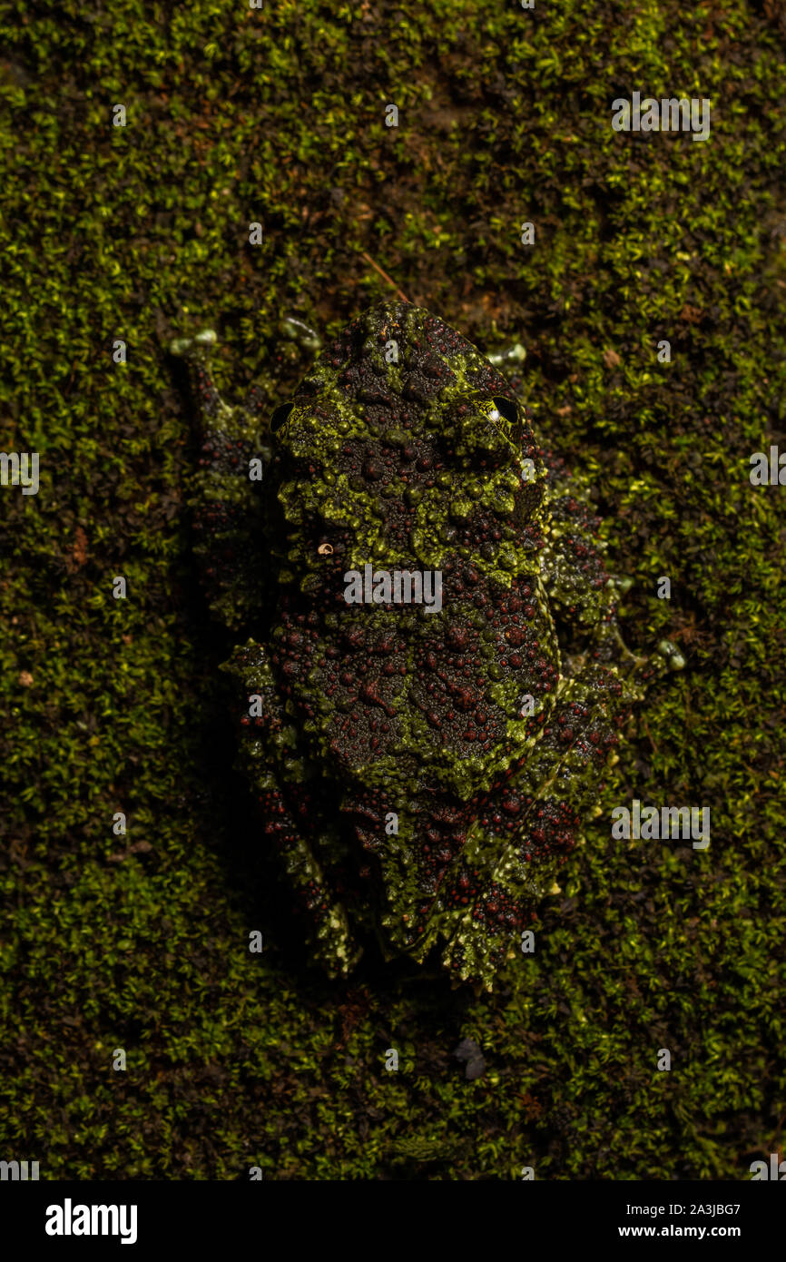Vietnamese Mossy Frog (Theloderma corticale) from Ninh Bình Province ...