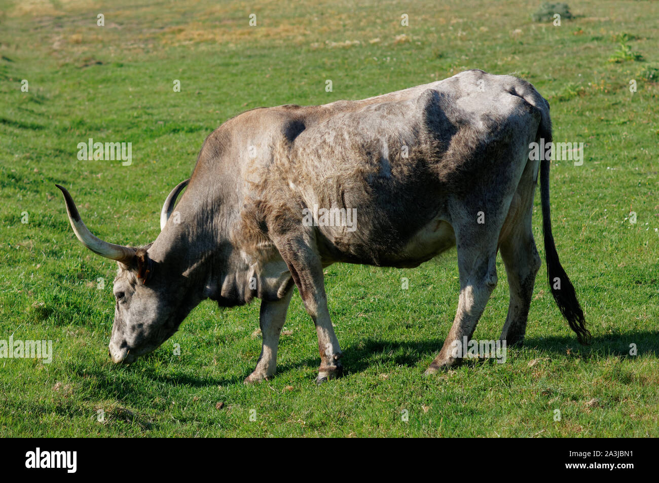 Cow of maremma hi-res stock photography and images - Alamy