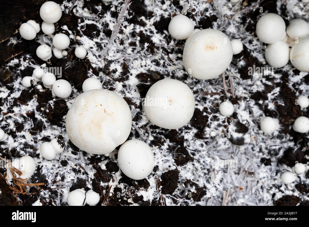 Homemade mushrooms and mycelium growing, cultivated on a farm, top view ...