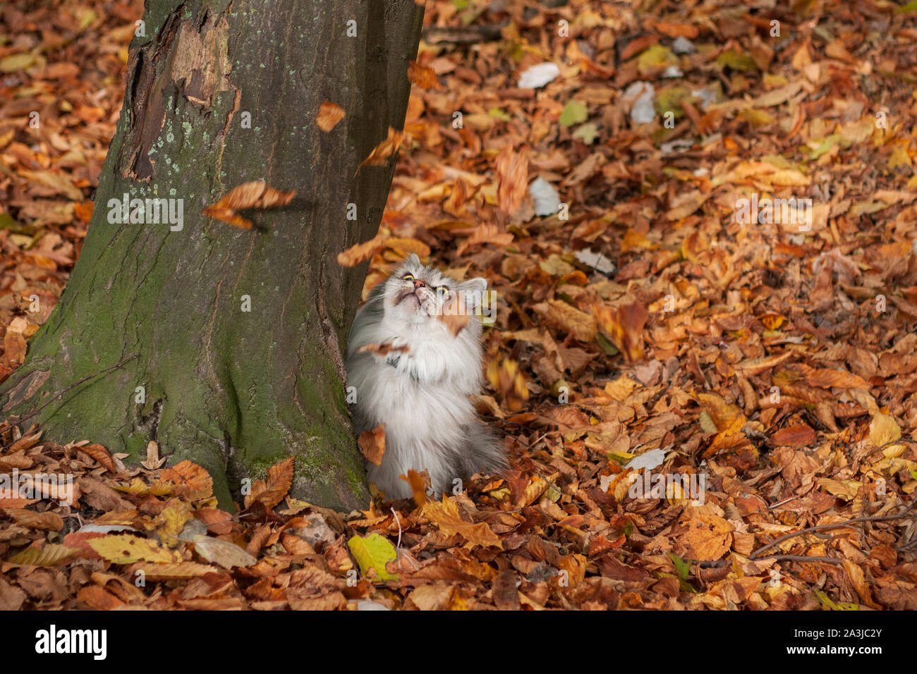 Animal, falling, funny hi-res stock photography and images - Alamy