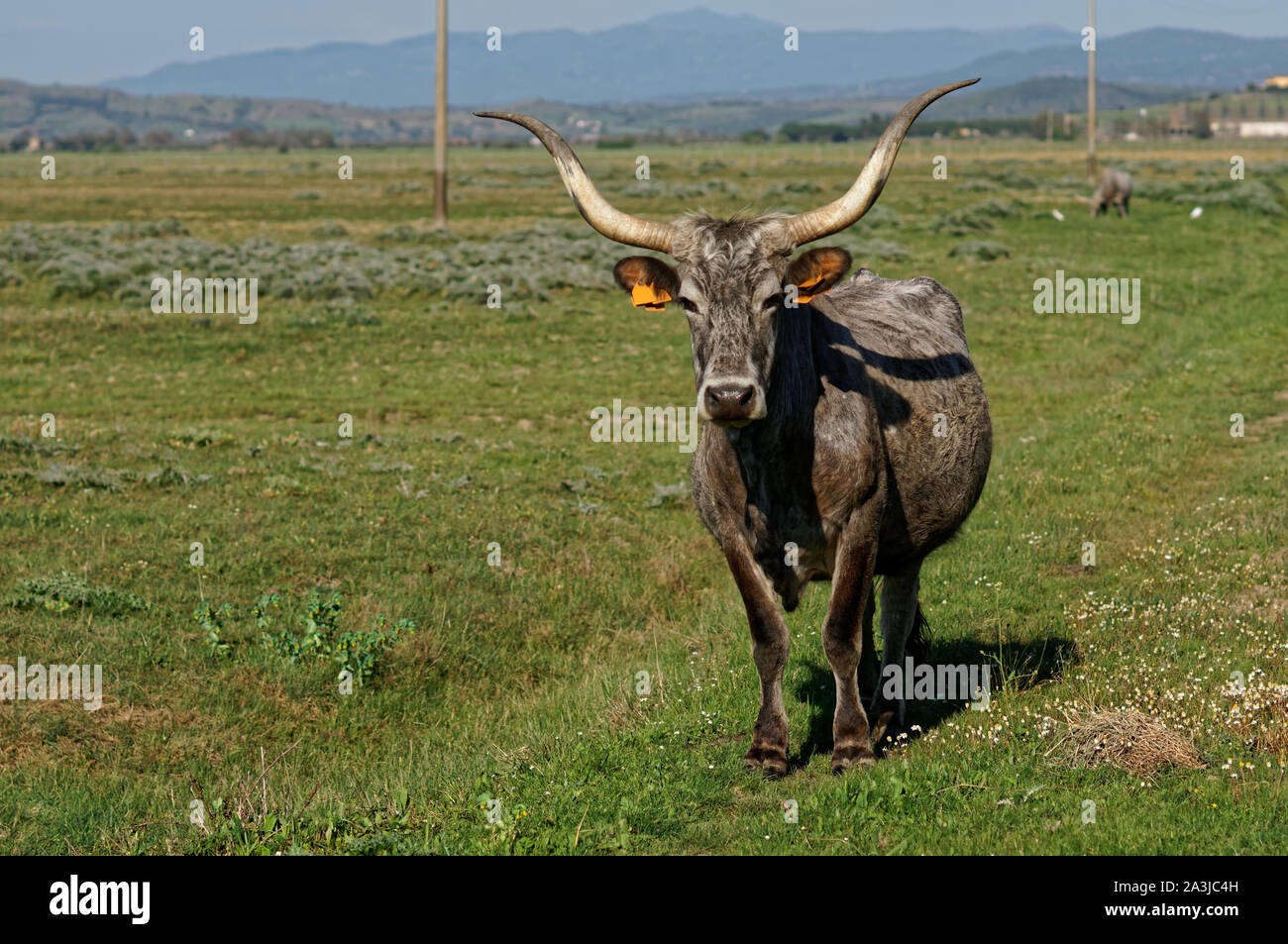 Maremmana breed cow on hi-res stock photography and images - Alamy