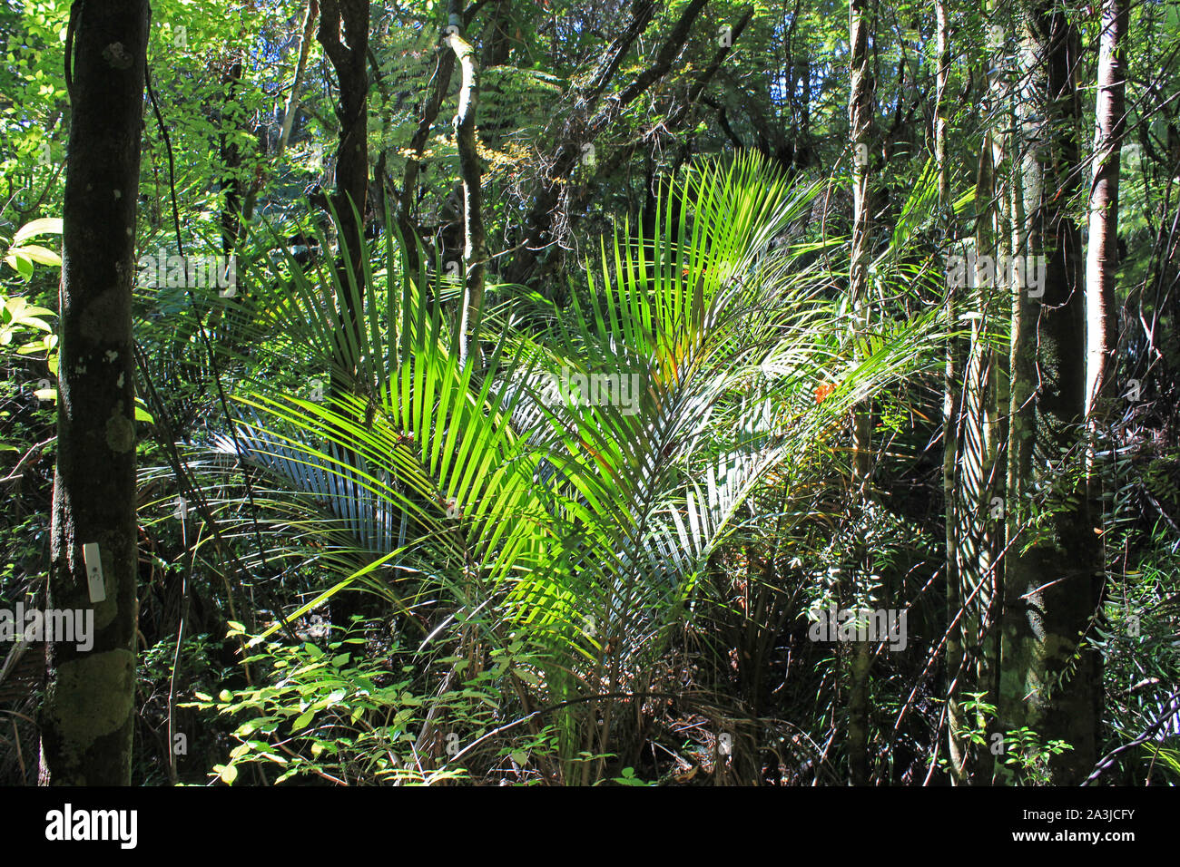 Jungle at the goldie bush walkway Stock Photo - Alamy