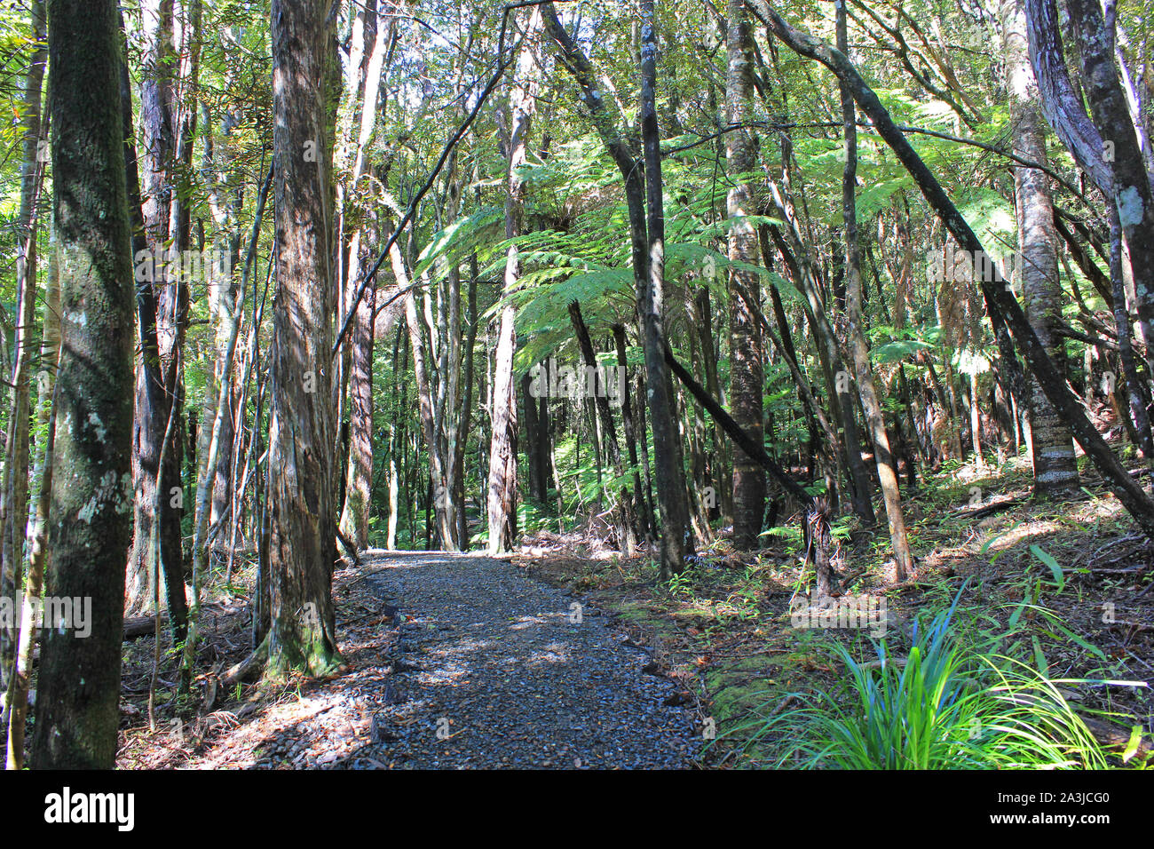 Trail in the forest at the goldie bush walkway Stock Photo - Alamy