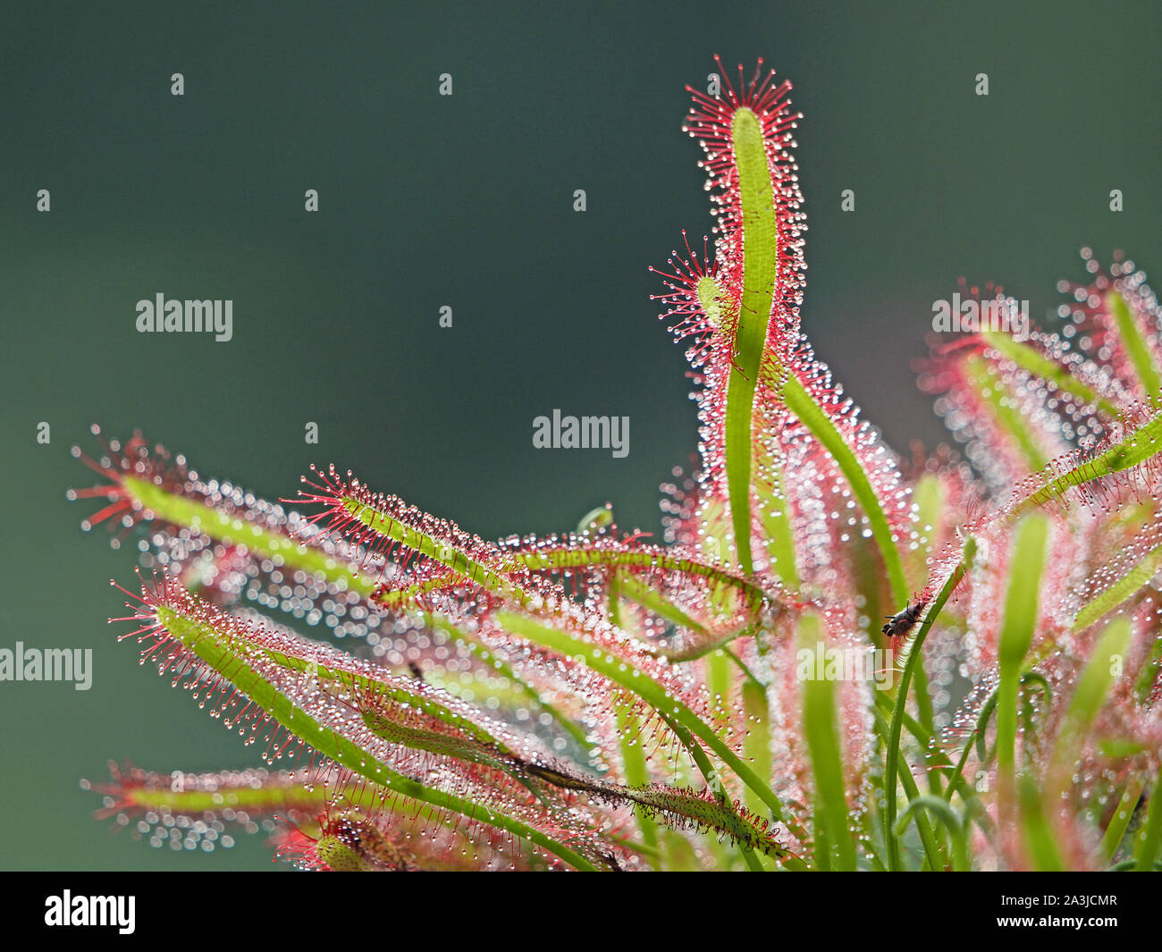 detail of pattern & texture of green and red Cape sundew, (Drosera ...