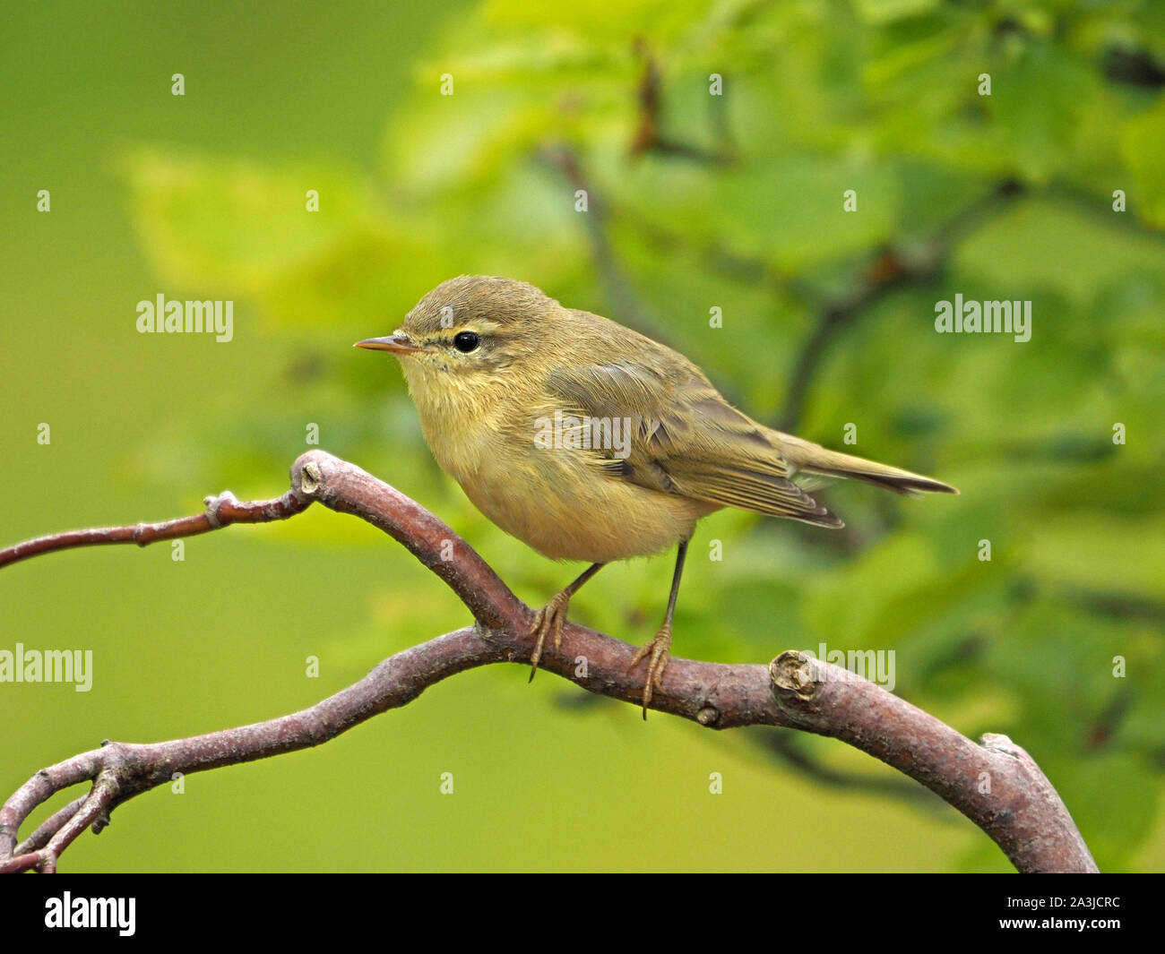 Yellow warbler in flight hi-res stock photography and images - Alamy