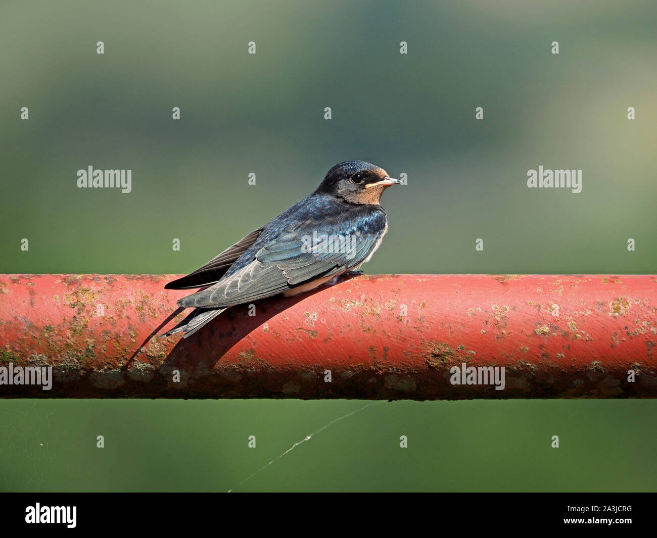 bright-eyed young Barn swallow (Hirundo rustica) chick sitting on rusty ...