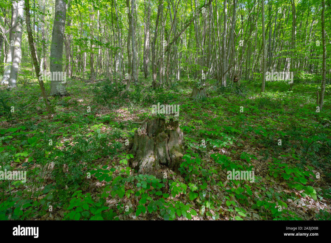 Belgrade forest istanbul hi-res stock photography and images - Alamy