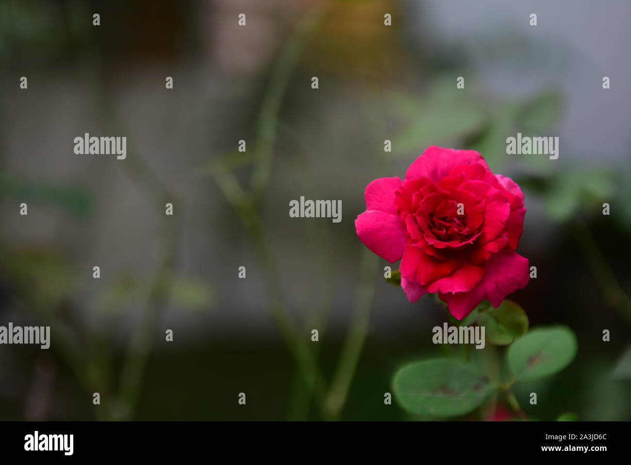 Red rose petal art hi-res stock photography and images - Alamy