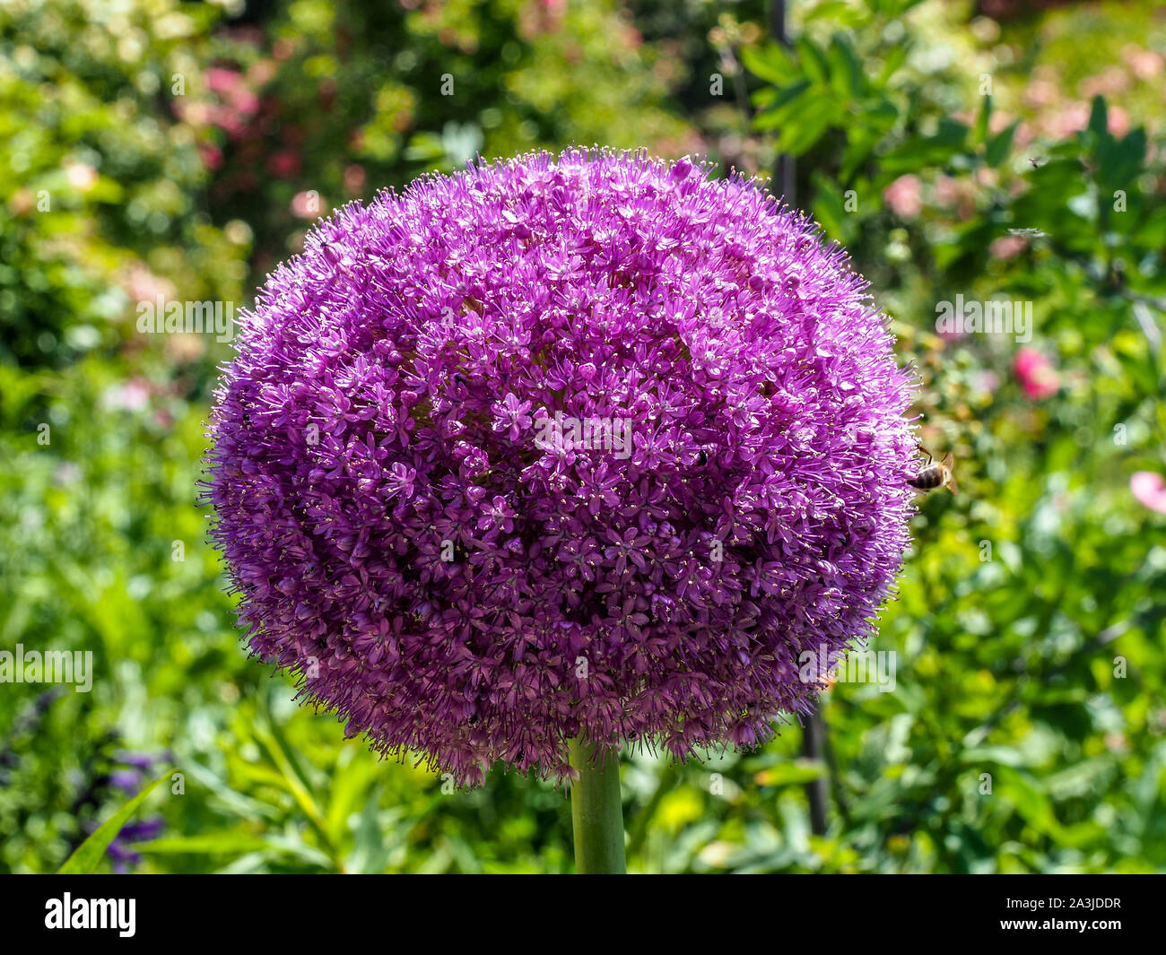 Purple globe amaranth closeup with bee Stock Photo - Alamy