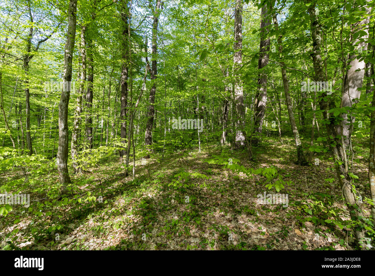 Belgrade forest istanbul hi-res stock photography and images - Alamy