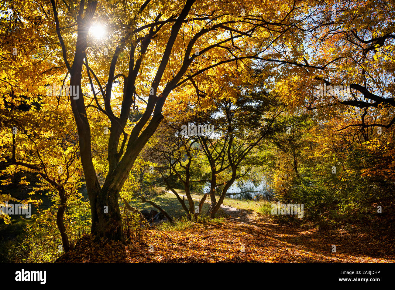 Beautiful morning in a fall forest with sun shining through golden ...