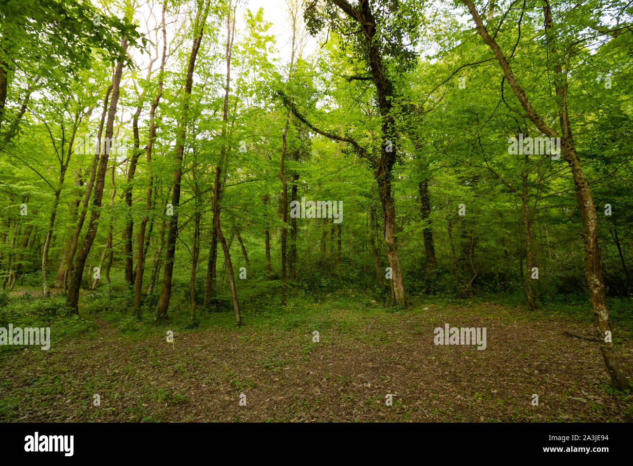 Belgrade forest istanbul hi-res stock photography and images - Alamy